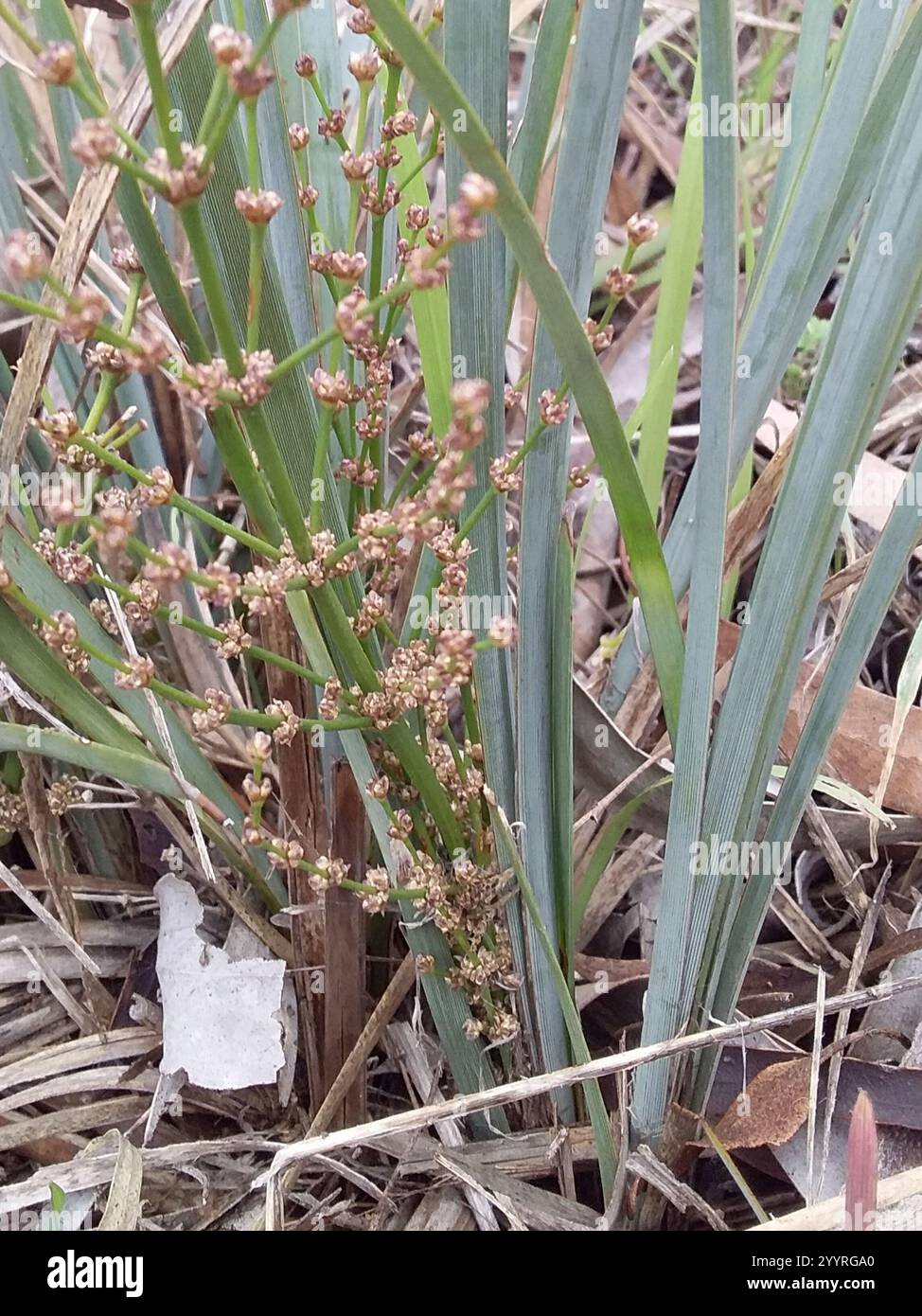 iron-grass (Lomandra multiflora dura Stock Photo - Alamy