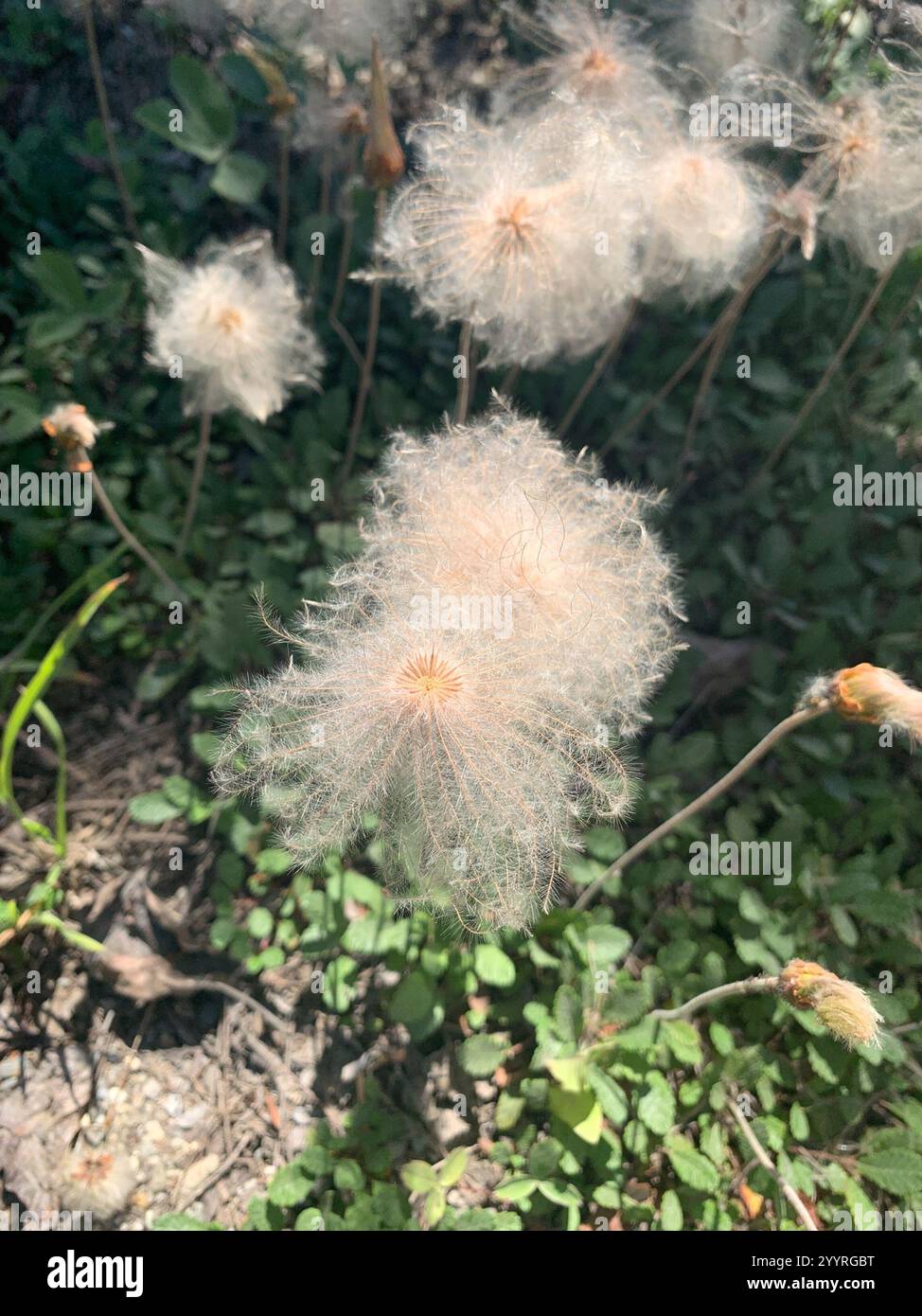 Yellow Mountain-avens (Dryas drummondii Stock Photo - Alamy