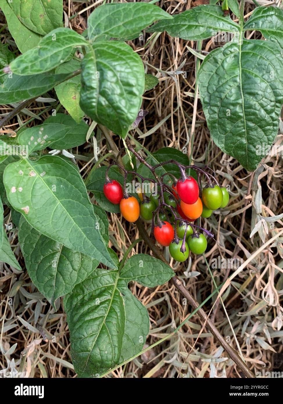 bittersweet nightshade (Solanum dulcamara Stock Photo - Alamy