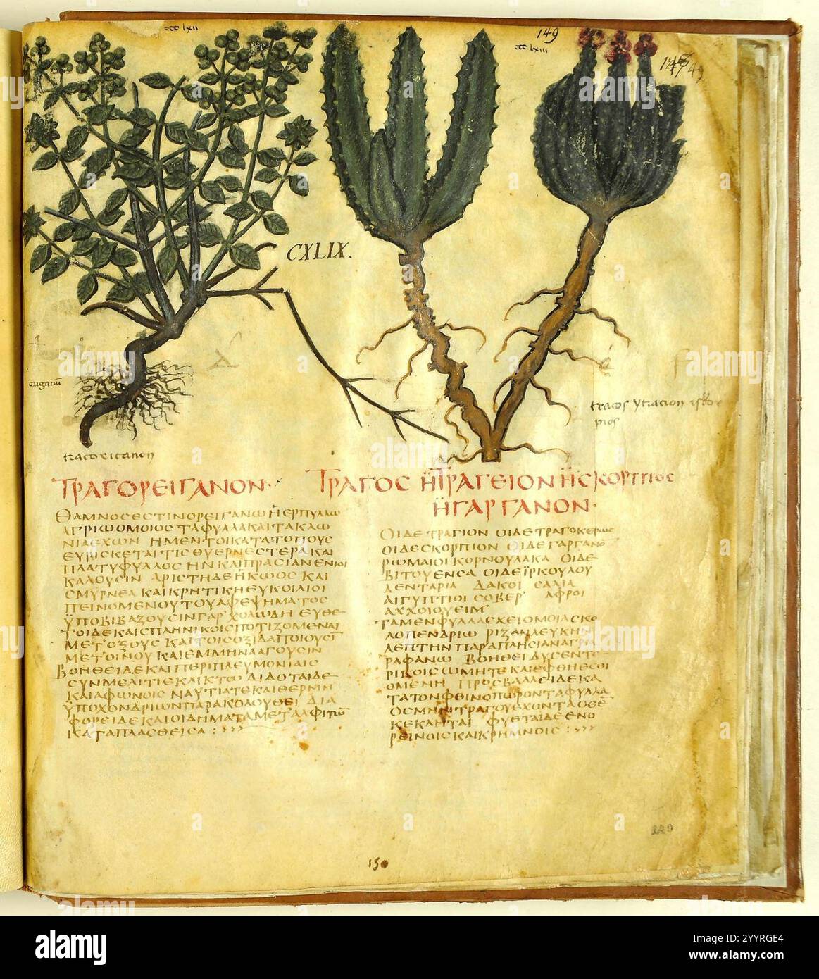 Dioscurides hi-res stock photography and images - Alamy