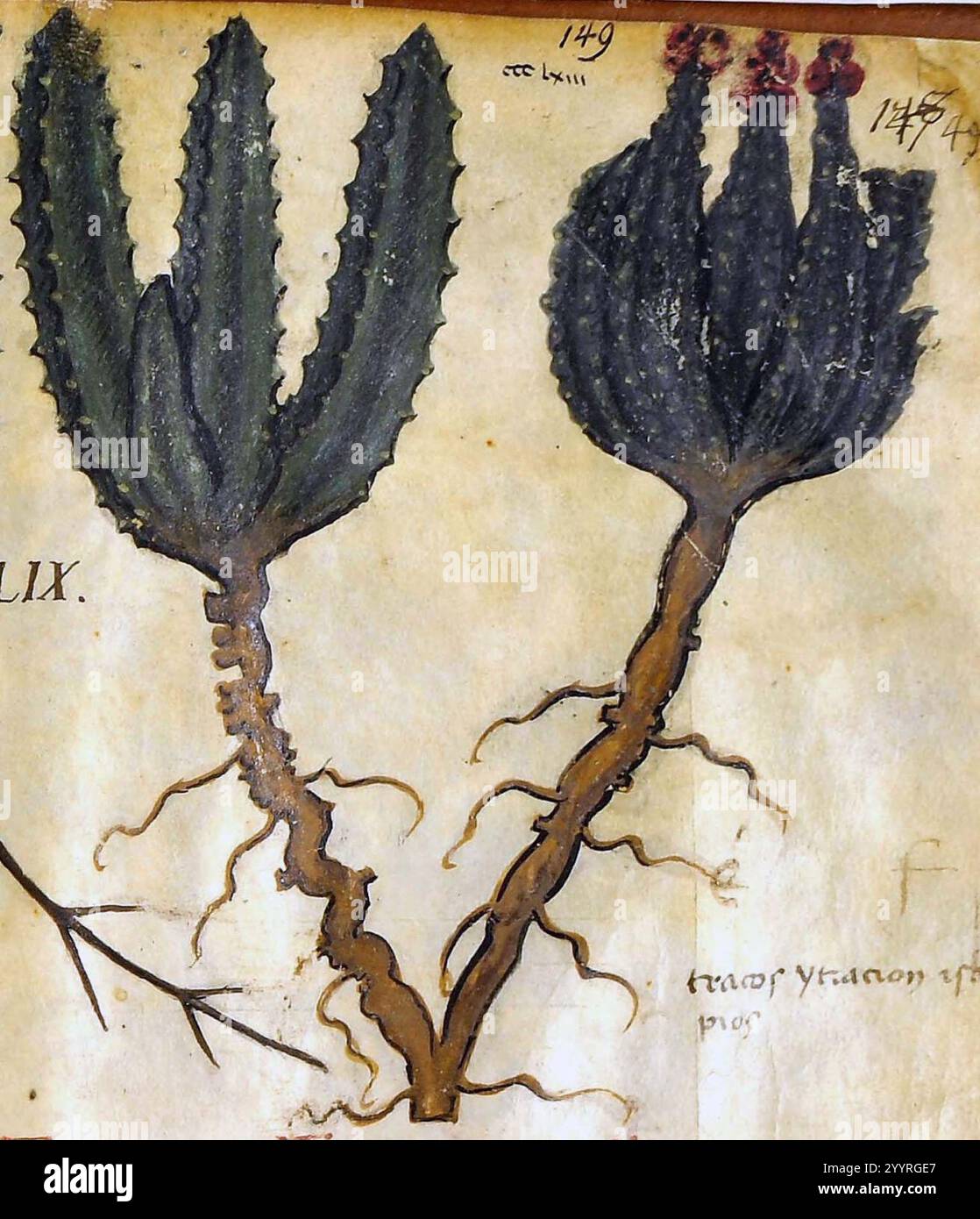 Dioscurides neapolitanus hi-res stock photography and images - Alamy