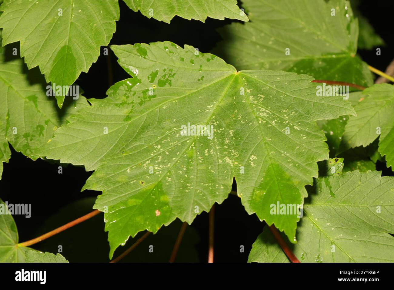 sycamore maple (Acer pseudoplatanus Stock Photo - Alamy