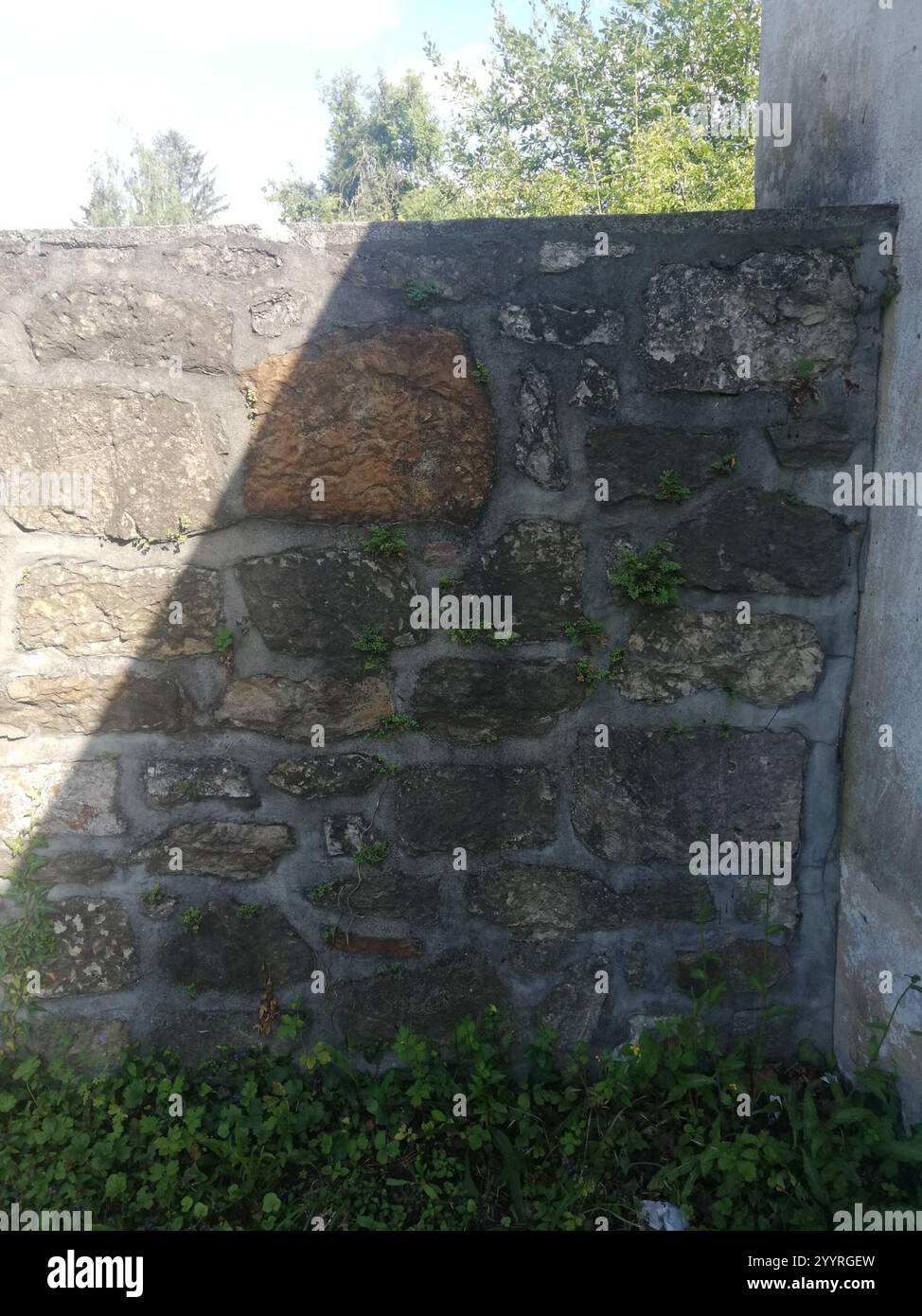 wall-rue (Asplenium ruta-muraria Stock Photo - Alamy