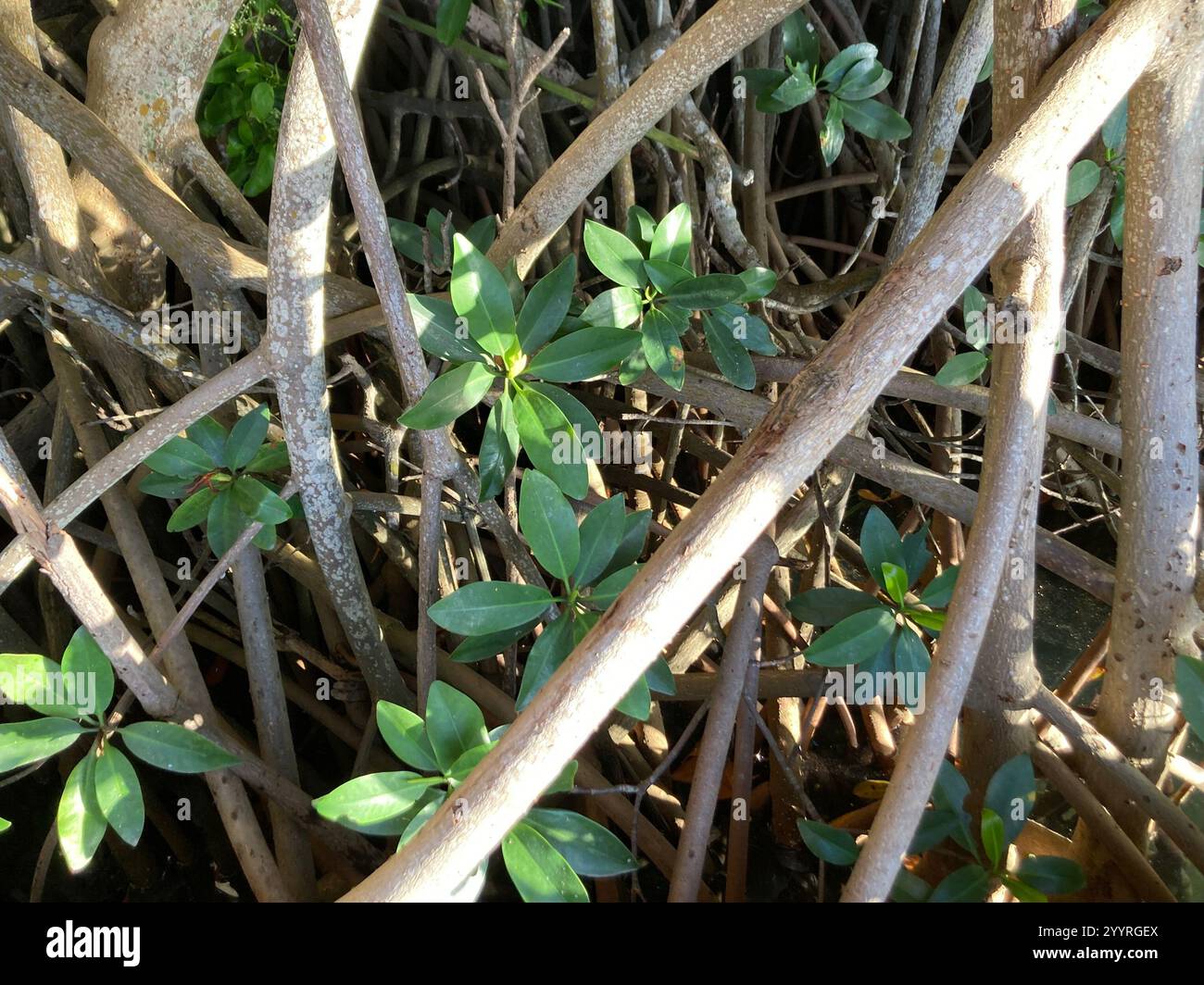 red mangrove (Rhizophora mangle Stock Photo - Alamy