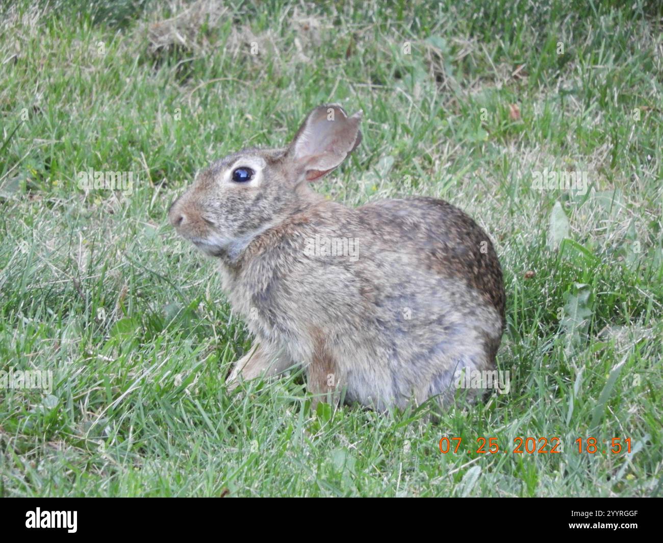 Eastern Cottontail (Sylvilagus floridanus Stock Photo - Alamy