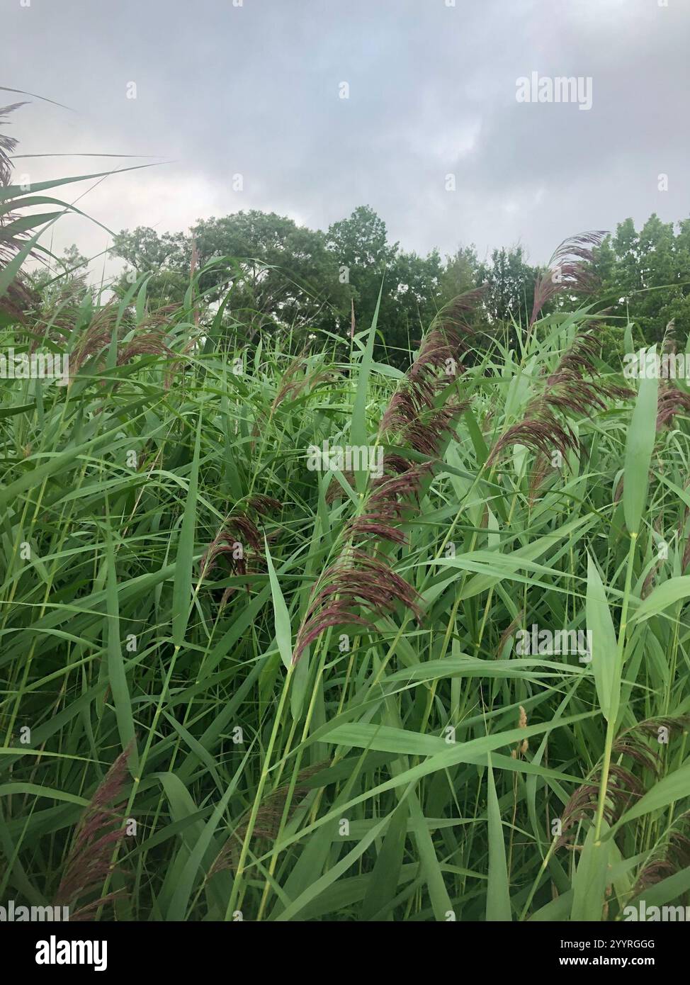 common reed (Phragmites australis Stock Photo - Alamy