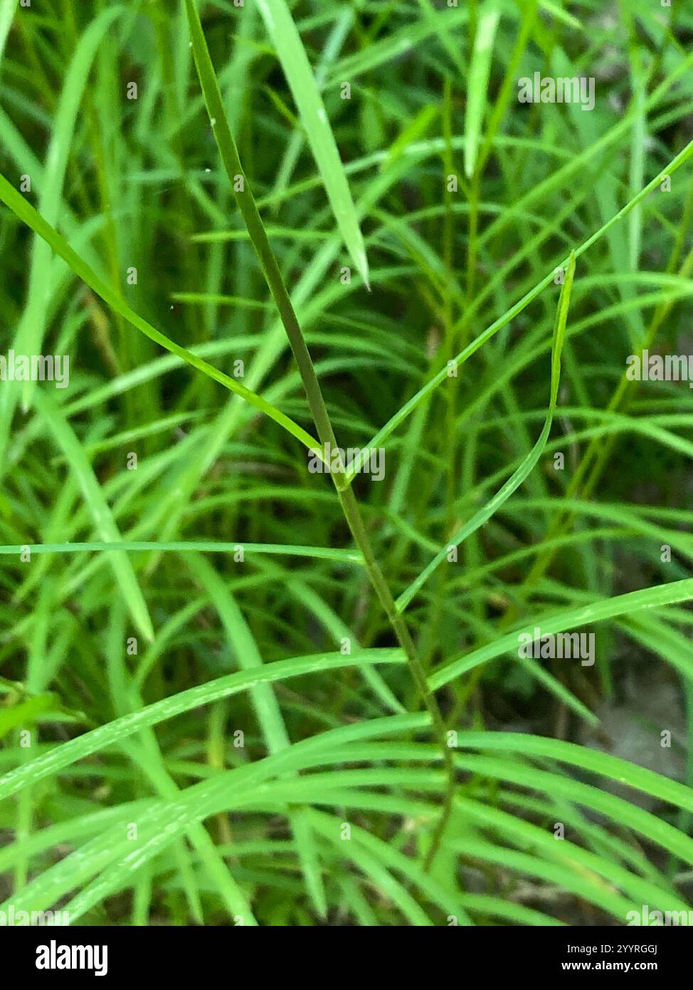 grasses, sedges, cattails, and allies (Poales Stock Photo - Alamy