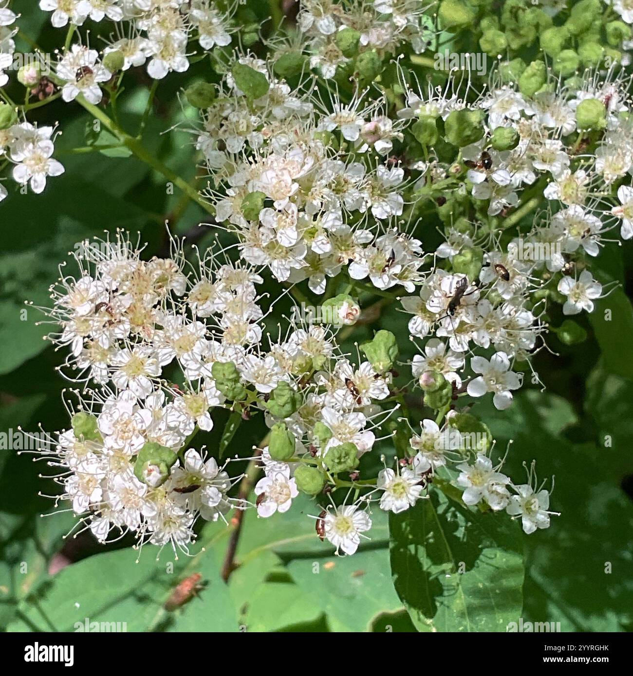 Shinyleaf Meadowsweet (Spiraea lucida Stock Photo - Alamy