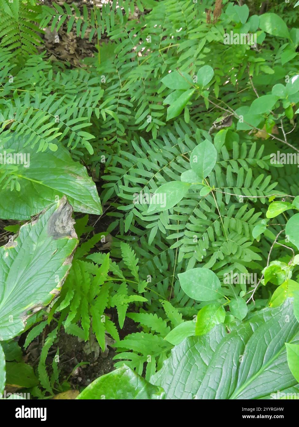 American royal fern hi-res stock photography and images - Alamy