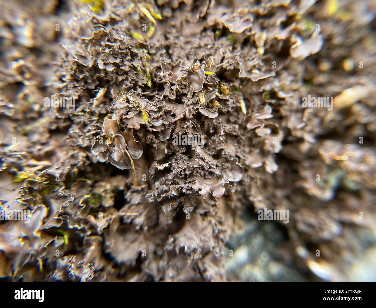 common lichens (Lecanoromycetes Stock Photo - Alamy