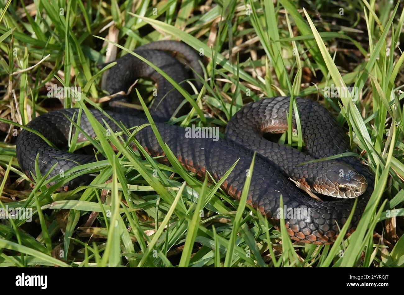 Austrelaps hi-res stock photography and images - Alamy