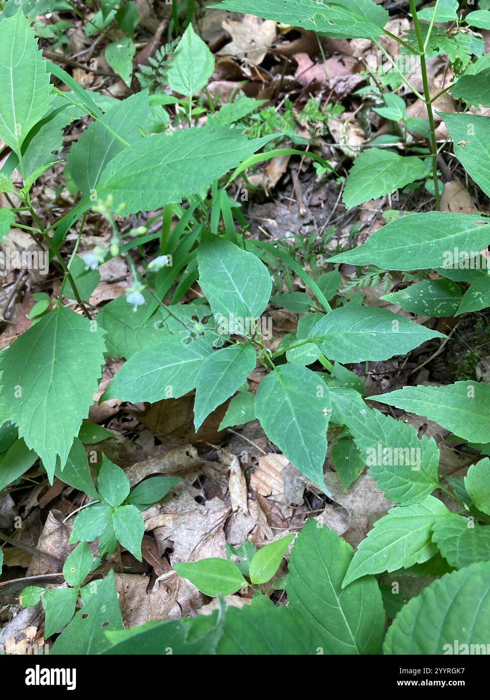 broadleaf enchanter's nightshade (Circaea canadensis Stock Photo - Alamy