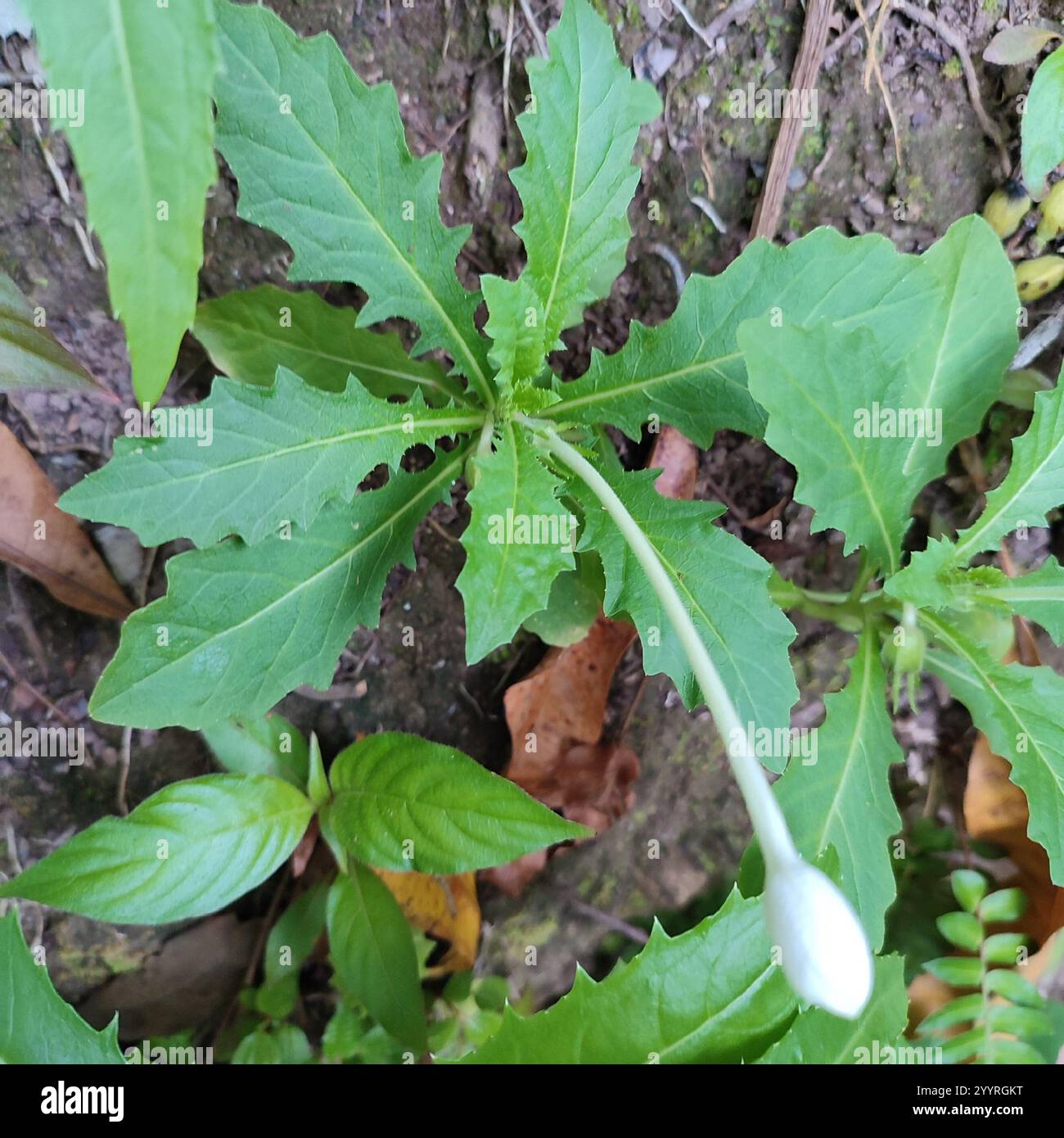 Star of Bethlehem (Hippobroma longiflora Stock Photo - Alamy