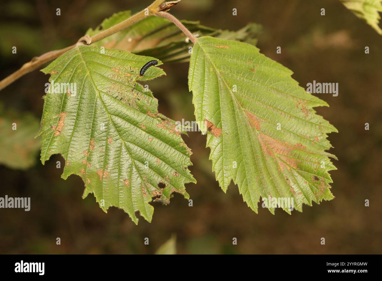 grey alder (Alnus incana Stock Photo - Alamy