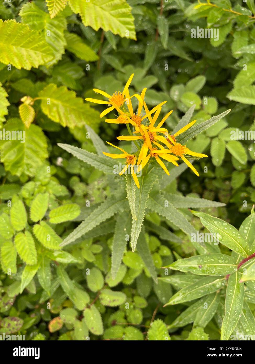 Arrowleaf Senecio (Senecio triangularis Stock Photo - Alamy