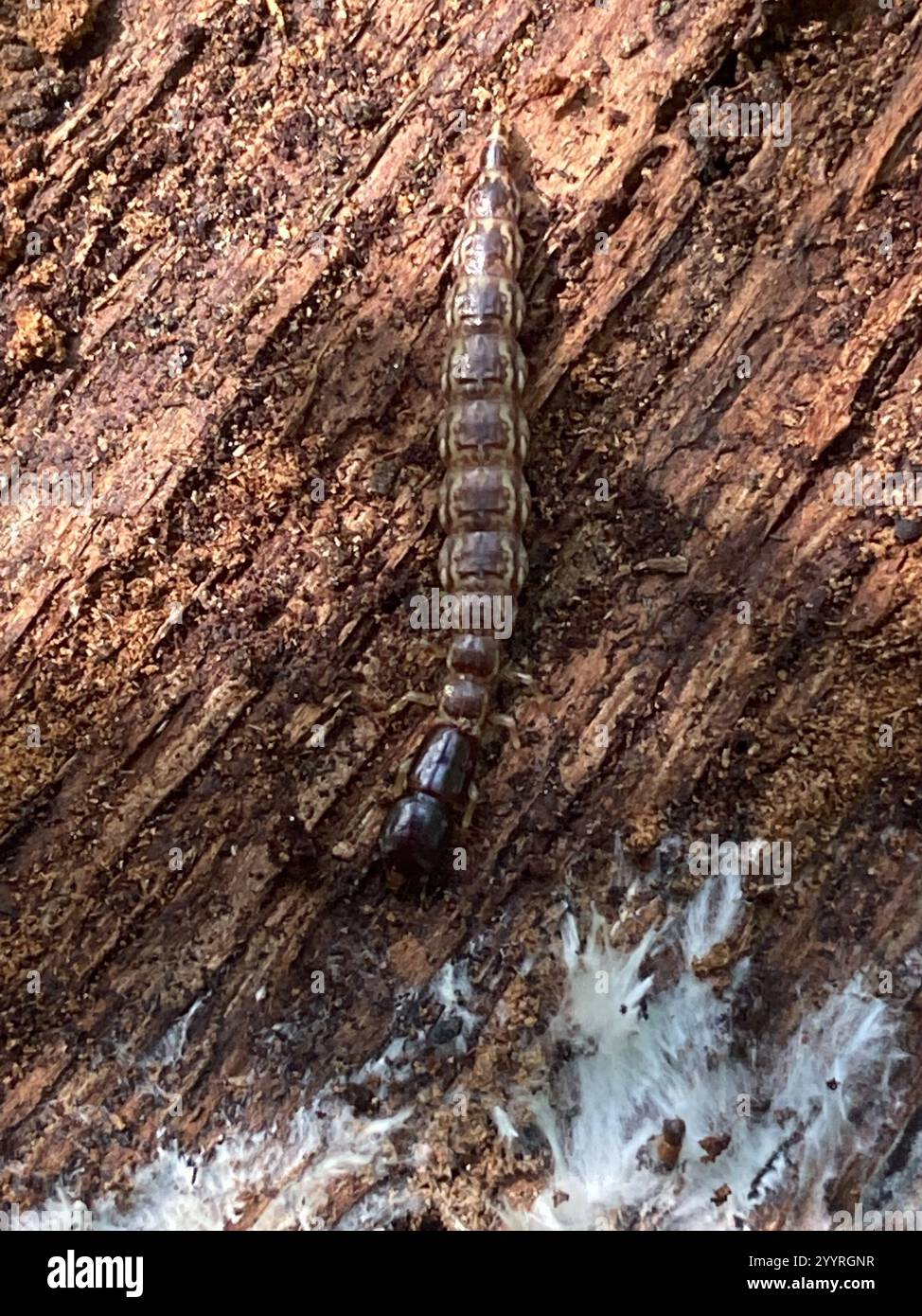 oak snakefly (Phaeostigma notata Stock Photo - Alamy