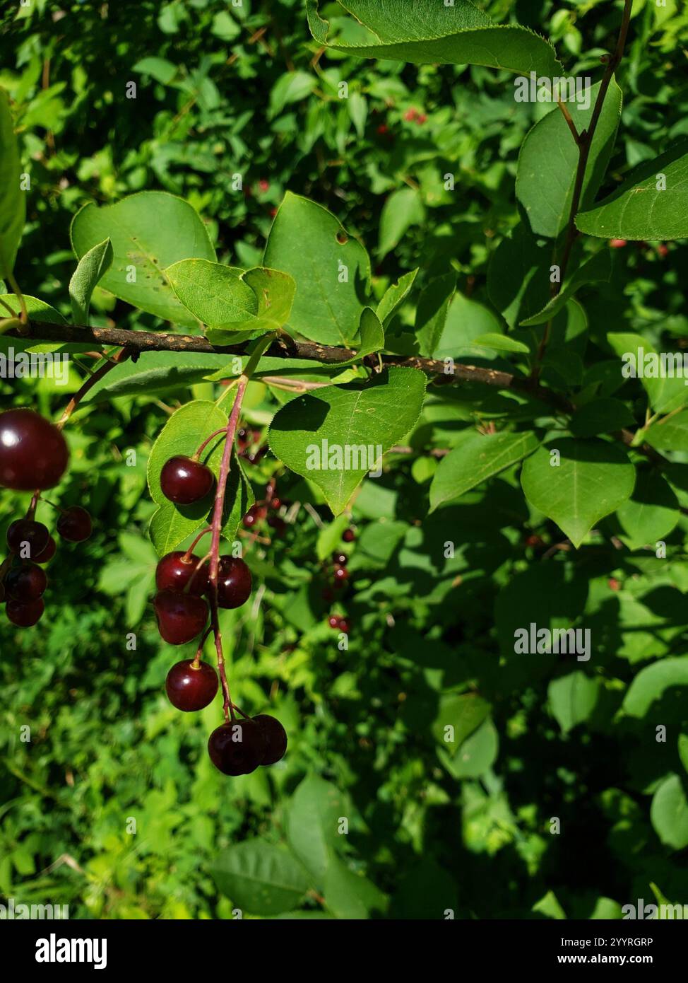 chokecherry (Prunus virginiana Stock Photo - Alamy