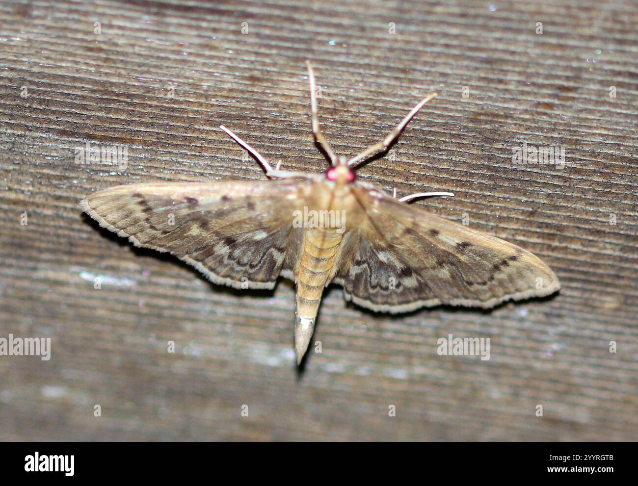 Serpentine Webworm Moth (Herpetogramma aeglealis Stock Photo - Alamy