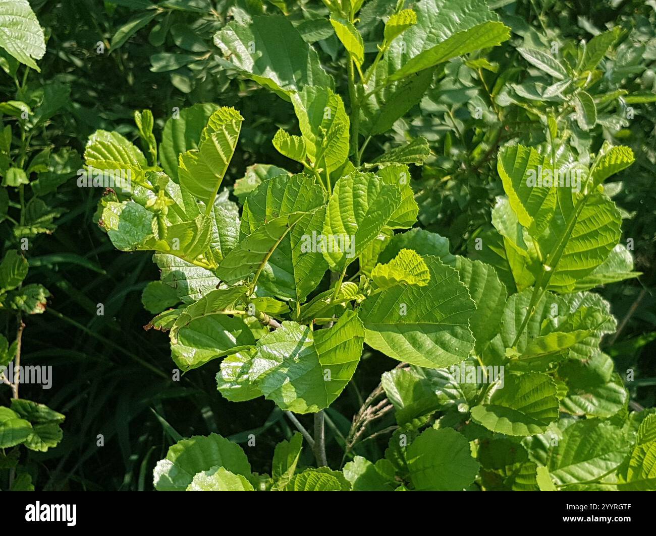 common alder (Alnus glutinosa Stock Photo - Alamy