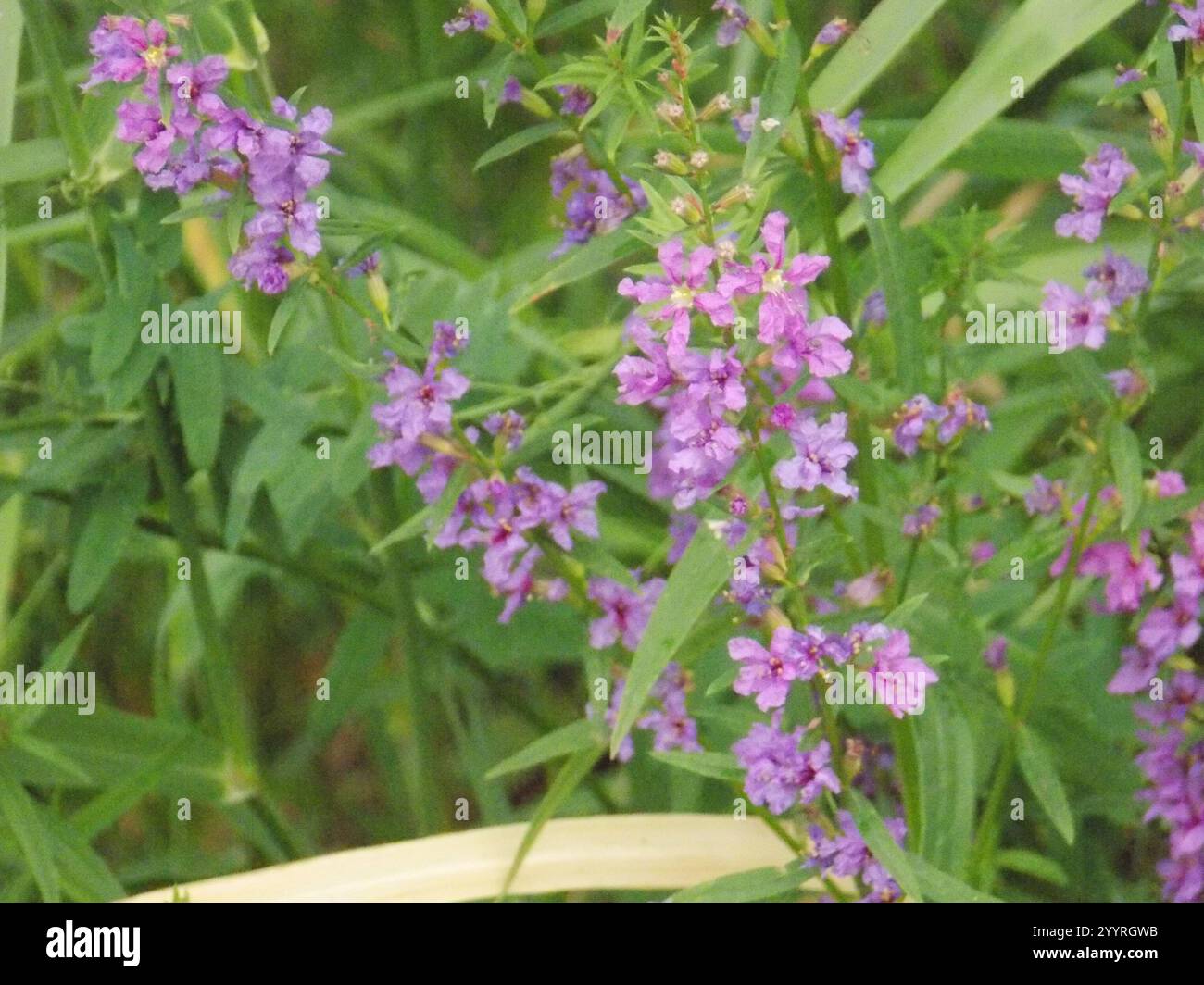 Wanded Loosestrife (Lythrum virgatum Stock Photo - Alamy