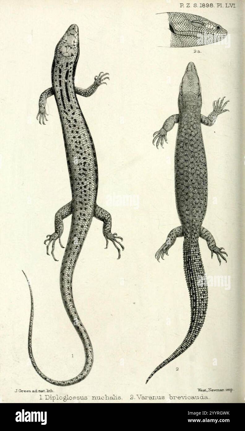 Varanus brevicauda hi-res stock photography and images - Alamy