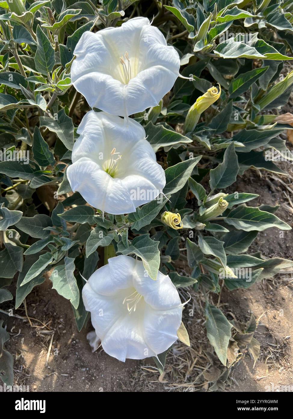 Sacred Datura (Datura wrightii Stock Photo - Alamy