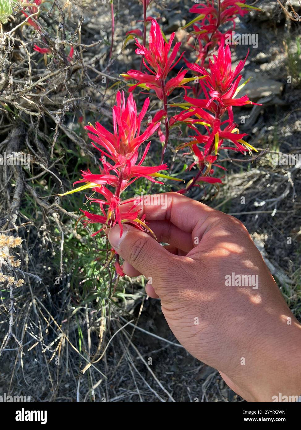 Castilleja linariifolia wyoming hi-res stock photography and images - Alamy