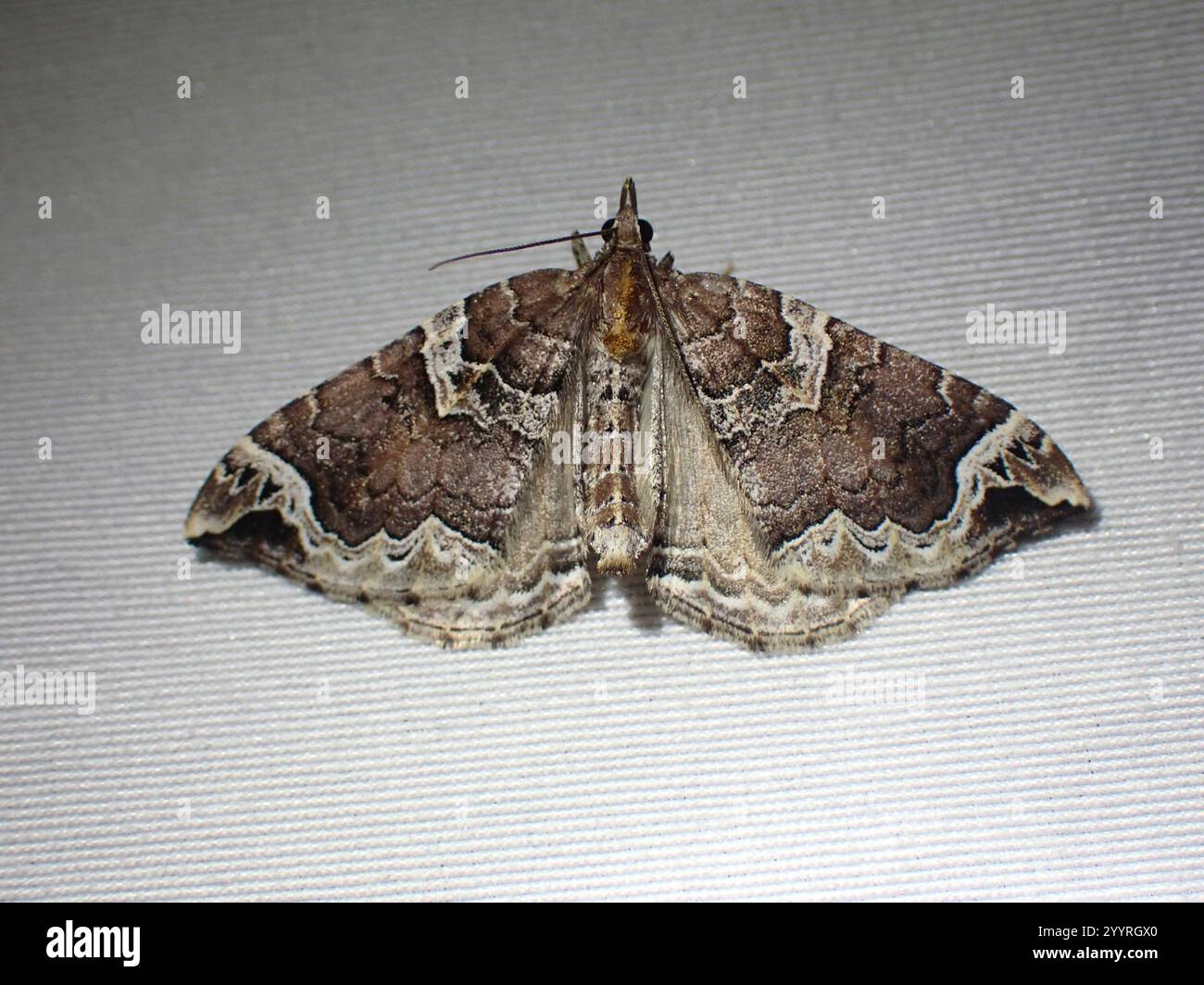 Northwestern Phoenix Moth (Eulithis xylina Stock Photo - Alamy