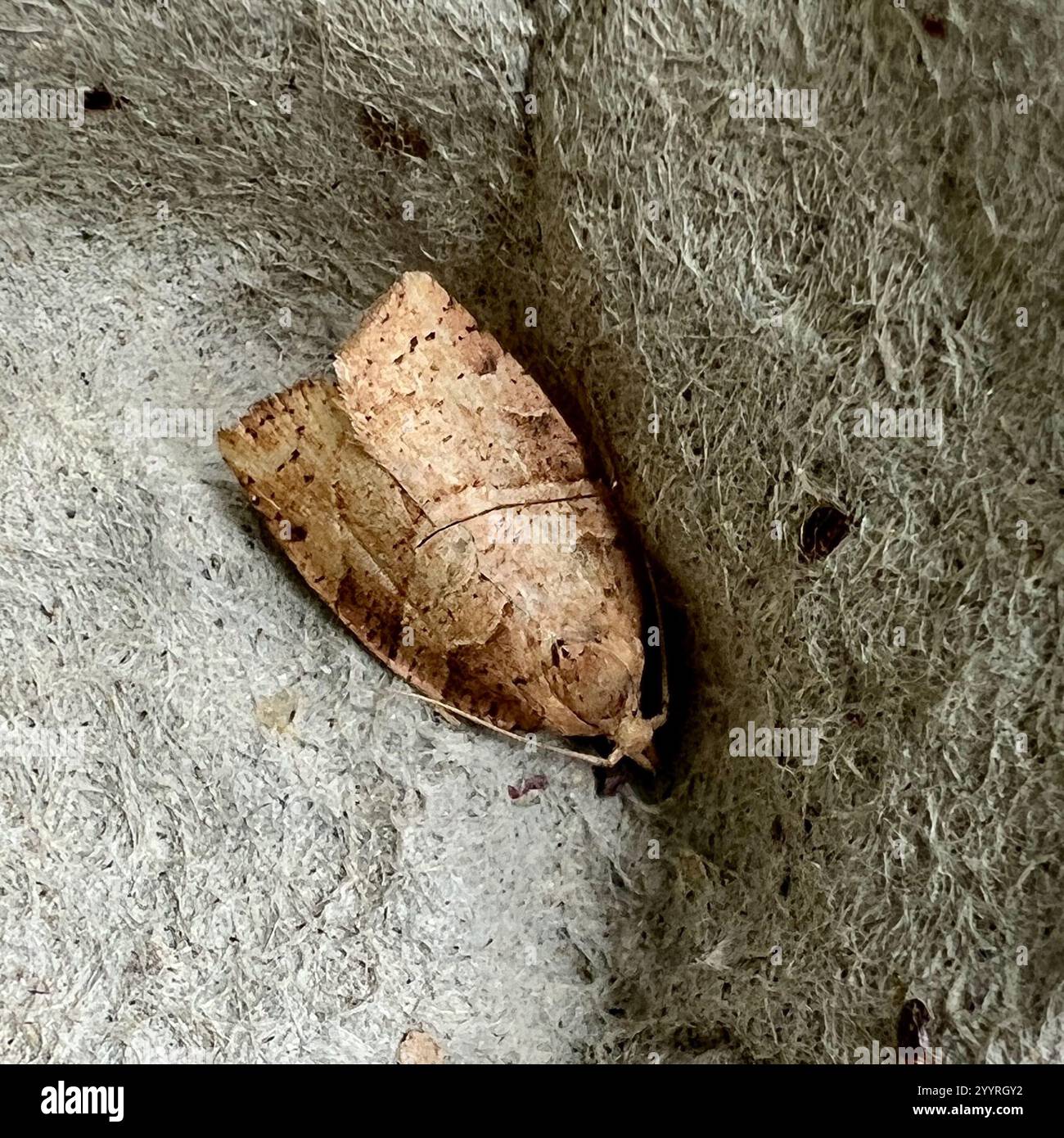 Woodgrain Leafroller Moth (Pandemis lamprosana Stock Photo - Alamy