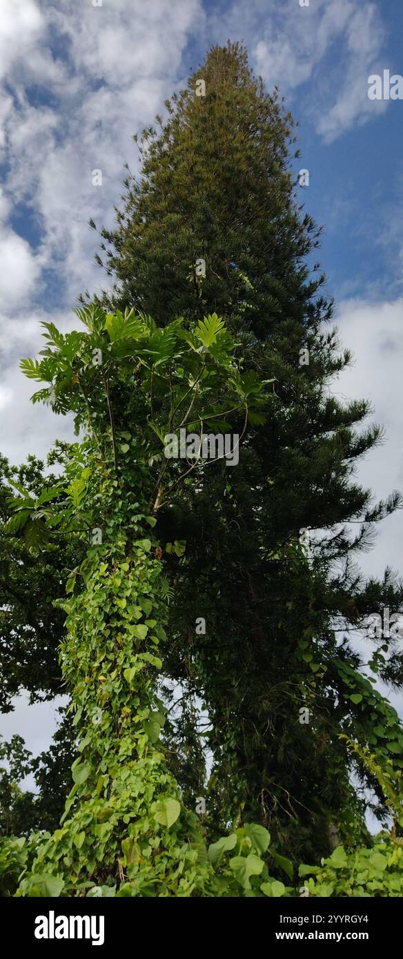 Cook pine (Araucaria columnaris Stock Photo - Alamy