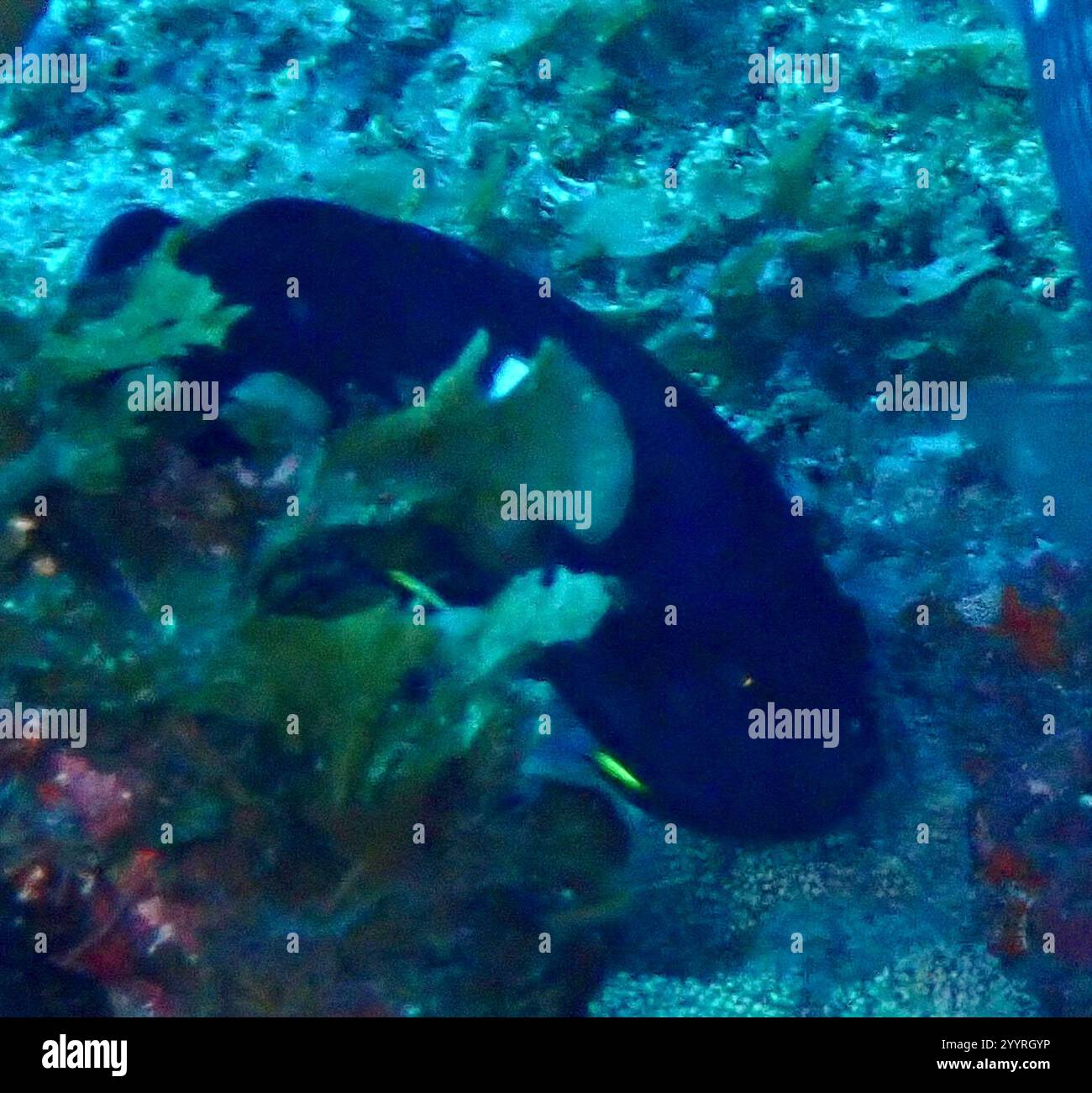 Keyhole Angelfish (Centropyge tibicen Stock Photo - Alamy