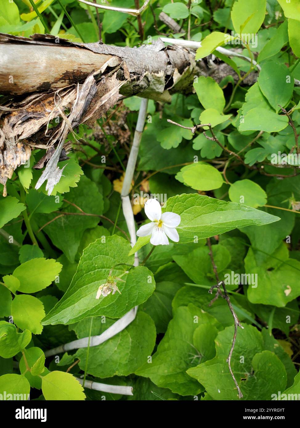 Canada violet viola canadensis hi-res stock photography and images - Alamy