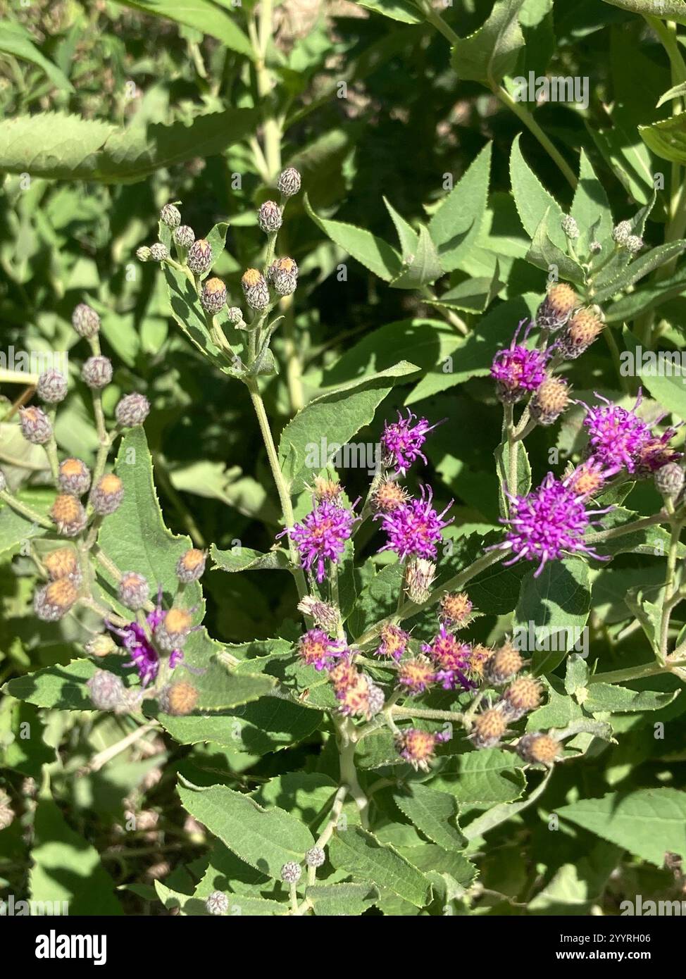Western Ironweed (Vernonia baldwinii Stock Photo - Alamy