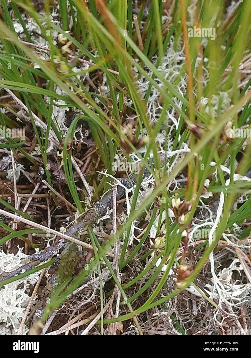 highland rush (Oreojuncus trifidus Stock Photo - Alamy