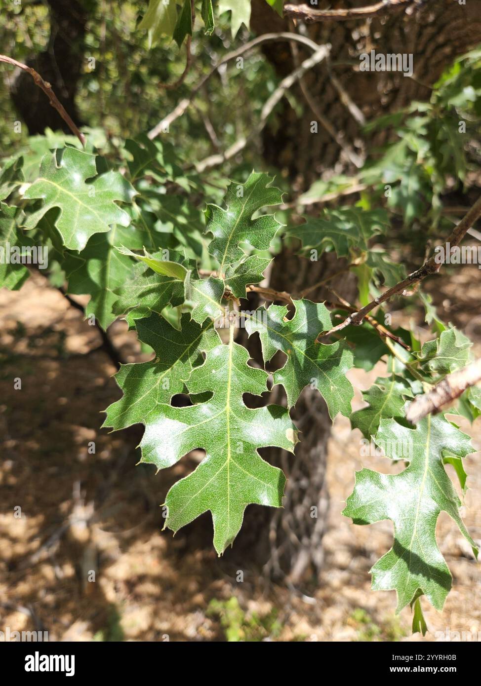 California black oak (Quercus kelloggii Stock Photo - Alamy