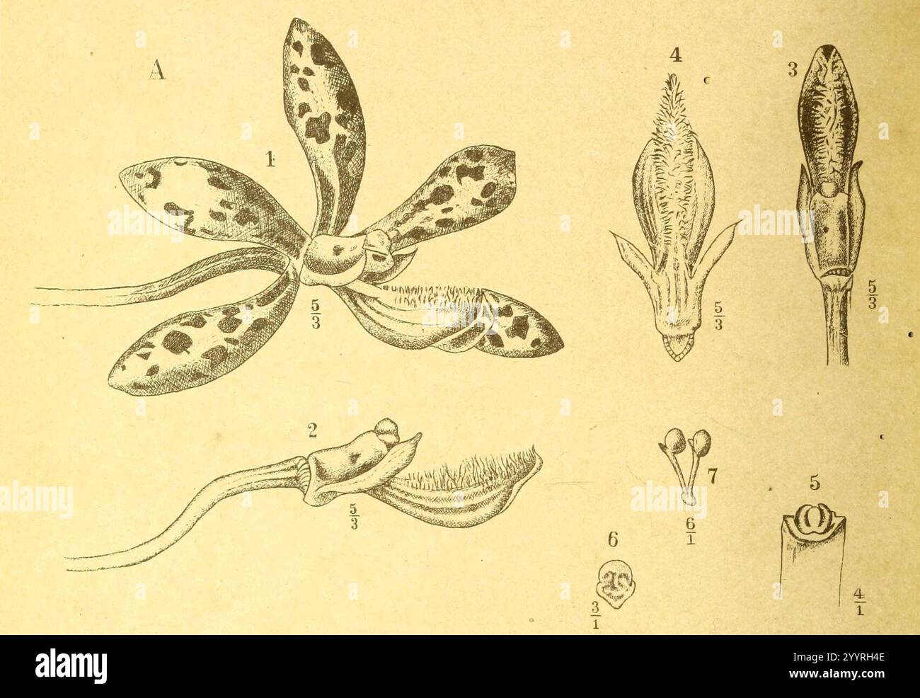 Dipodium elegans - Icones Bogorienses V2 Tab CXXII A (1903-06 Stock ...