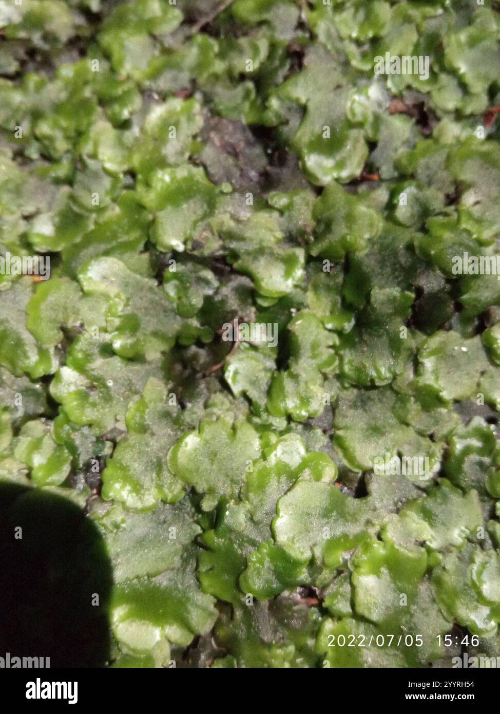 common pellia (Pellia epiphylla Stock Photo - Alamy