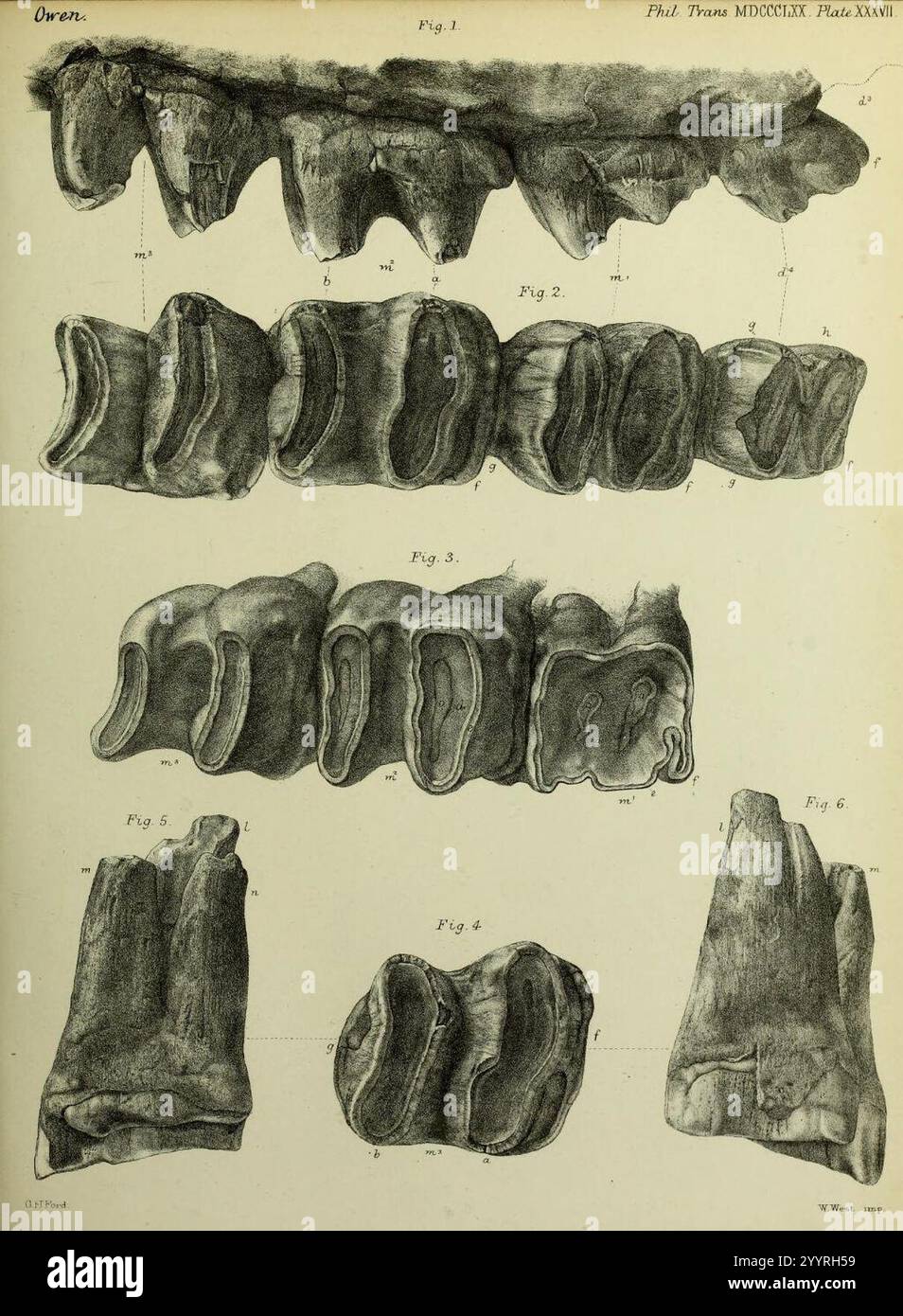 Diprotodon hi-res stock photography and images - Alamy