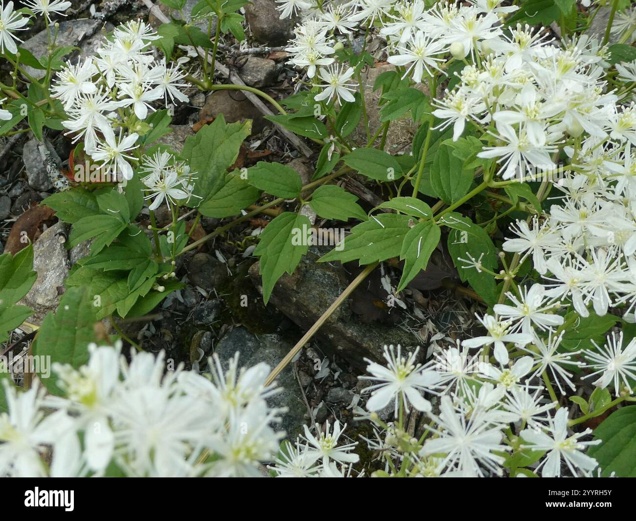 virgin's-bower (Clematis virginiana Stock Photo - Alamy