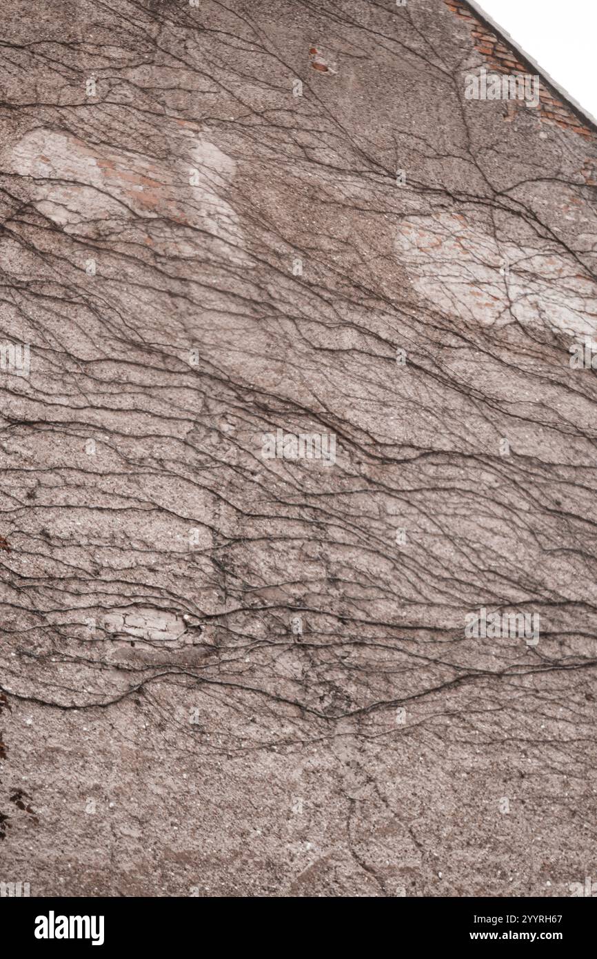 pantone 2025. A dry plant is winding against the background of the old ...
