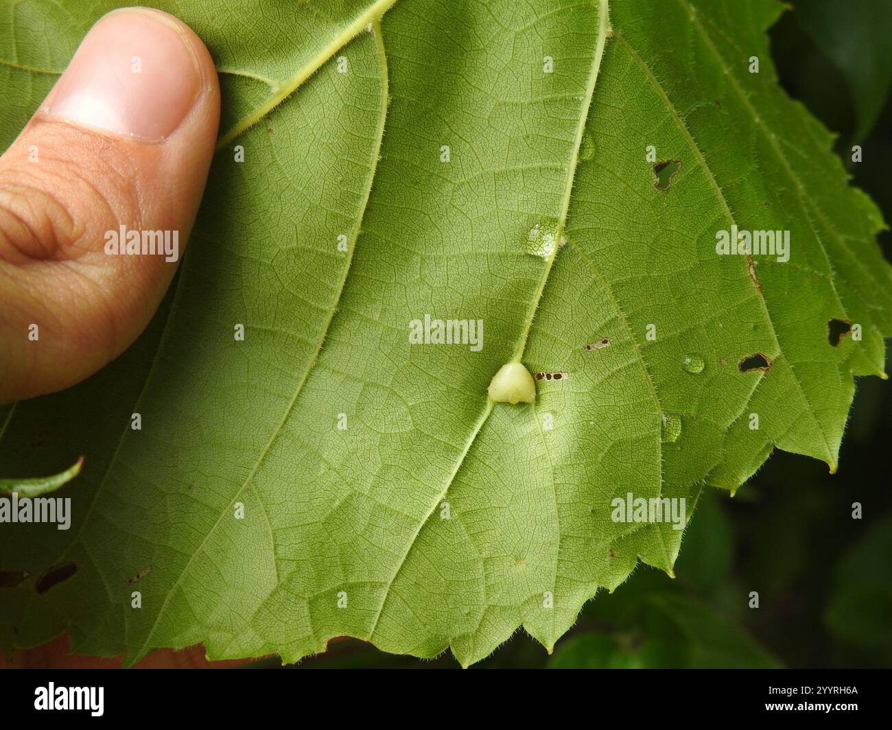 Grape Tumid Gallmaker Midge (Vitisiella brevicauda Stock Photo - Alamy
