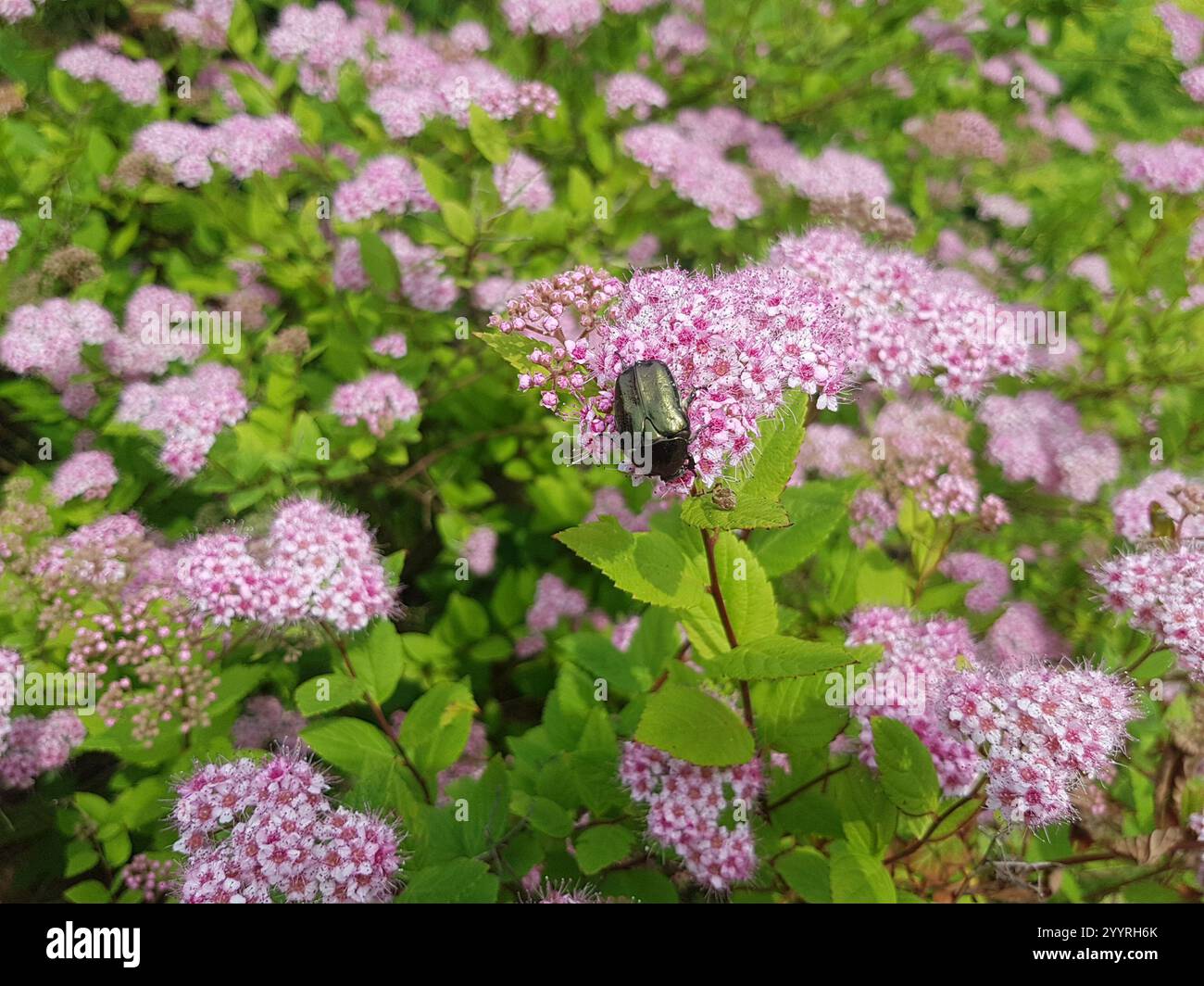 Copper Chafer (Protaetia cuprea Stock Photo - Alamy