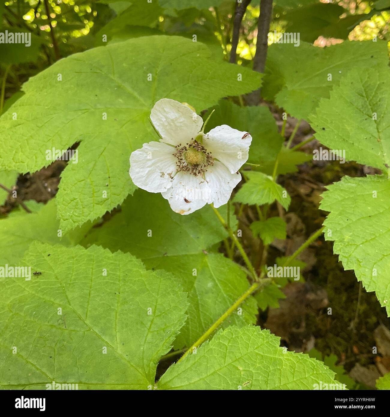 thimbleberry (Rubus parviflorus Stock Photo - Alamy