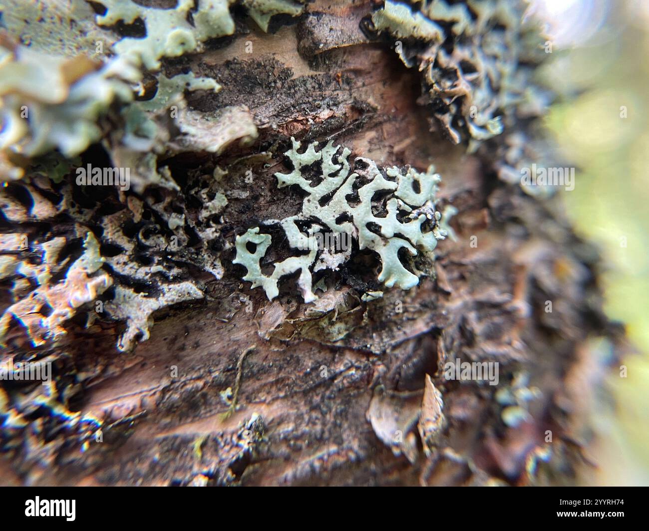Tube Lichens (Hypogymnia Stock Photo - Alamy