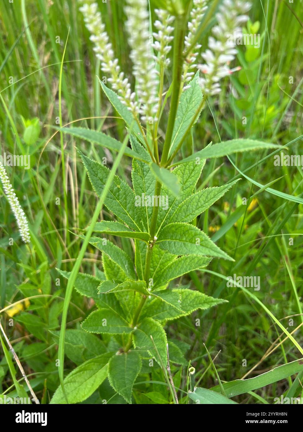 Culver's root (Veronicastrum virginicum Stock Photo - Alamy