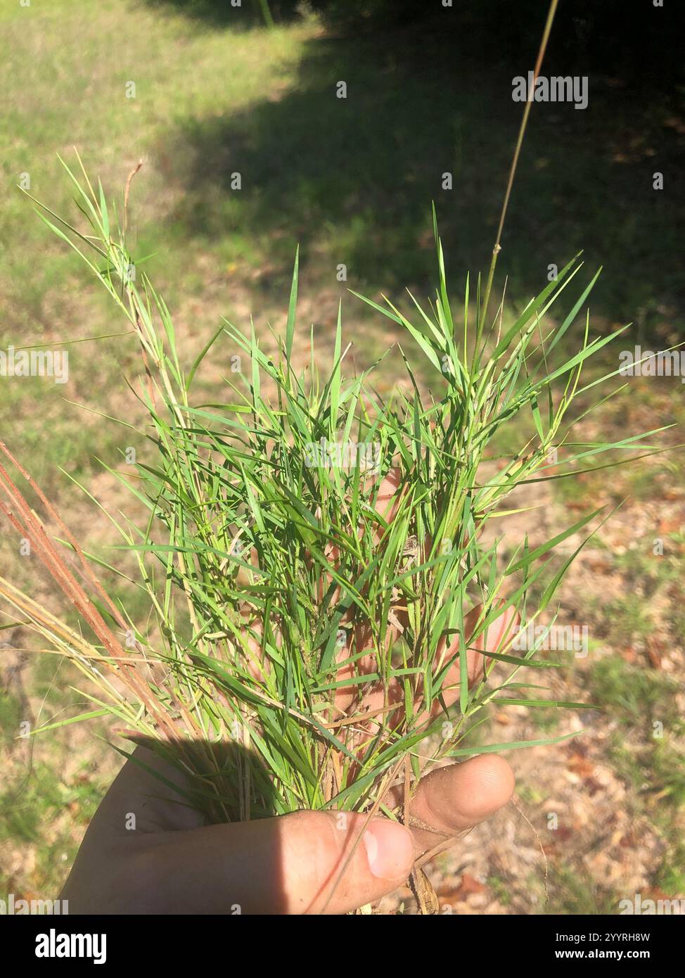Needleleaf Rosette Grass (Dichanthelium aciculare Stock Photo - Alamy