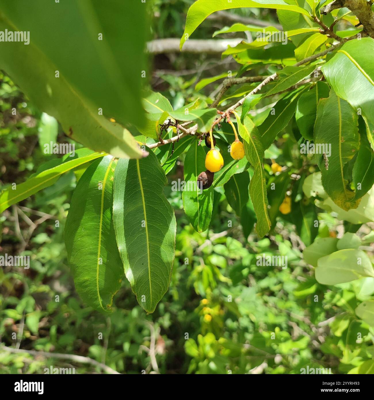 Family anacardiaceae hi-res stock photography and images - Alamy
