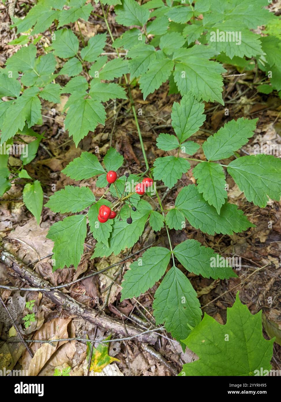 red baneberry (Actaea rubra Stock Photo - Alamy