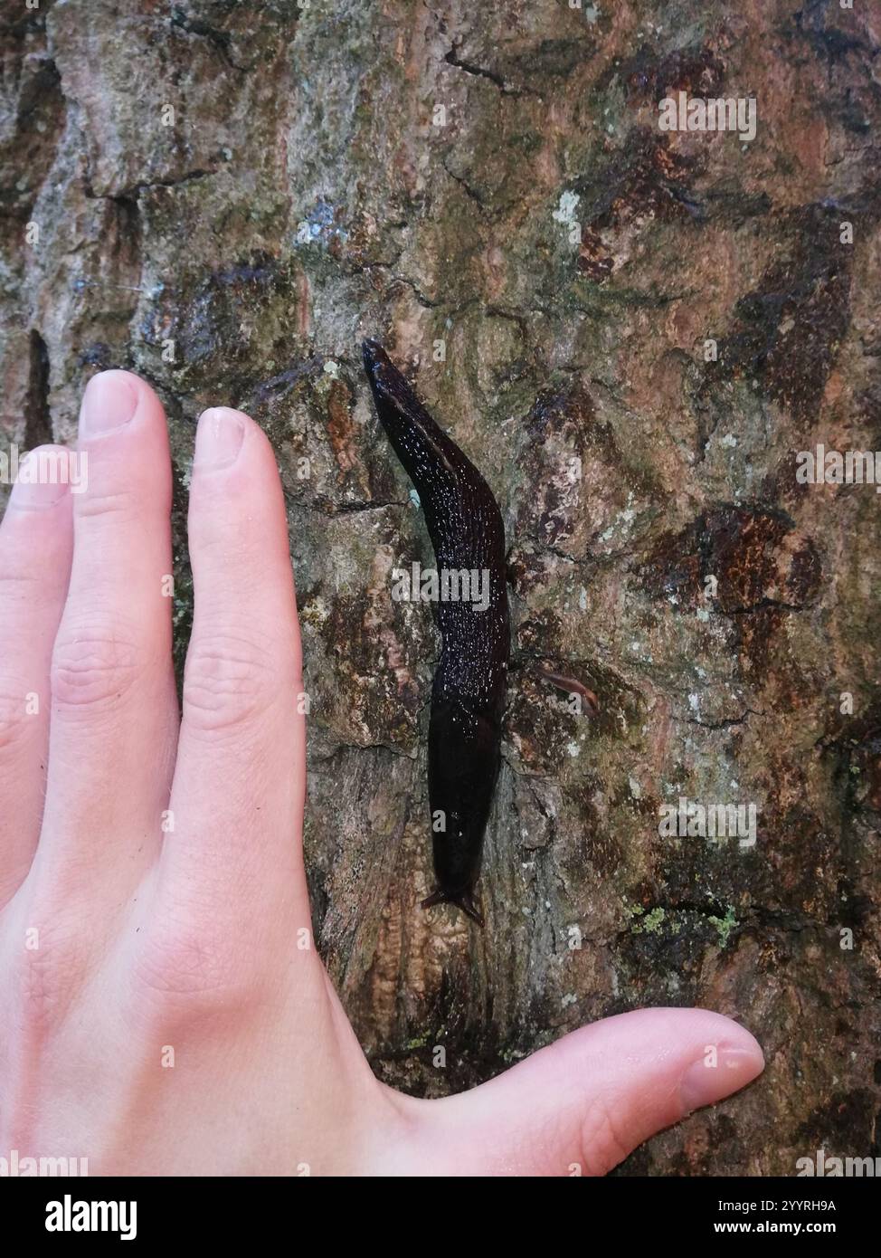 Tree slug (Lehmannia marginata Stock Photo - Alamy