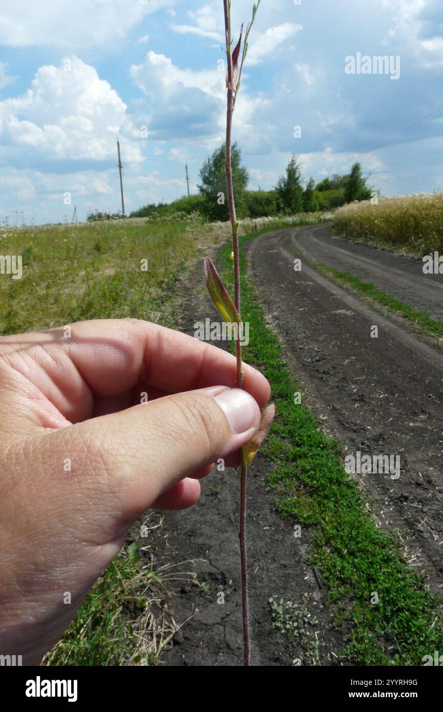 littlepod false flax (Camelina microcarpa Stock Photo - Alamy